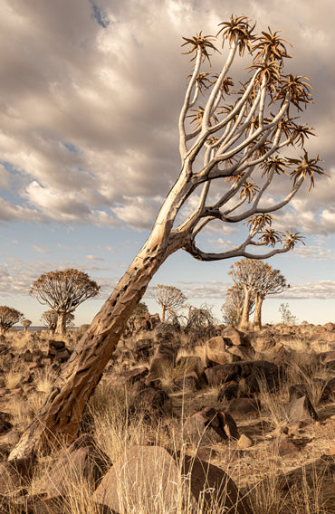 Untamed – African Artwork SA