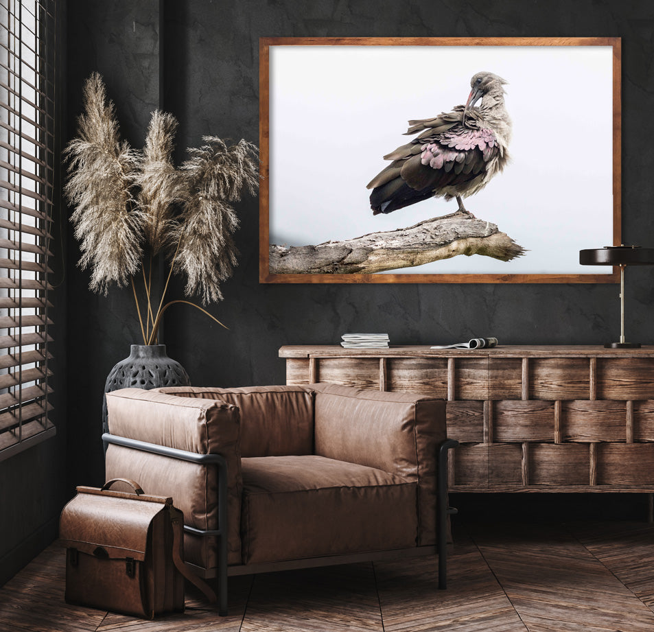 Hadeda – African Artwork SA