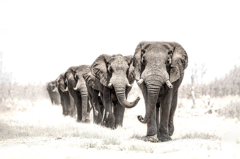 Procession – African Artwork SA