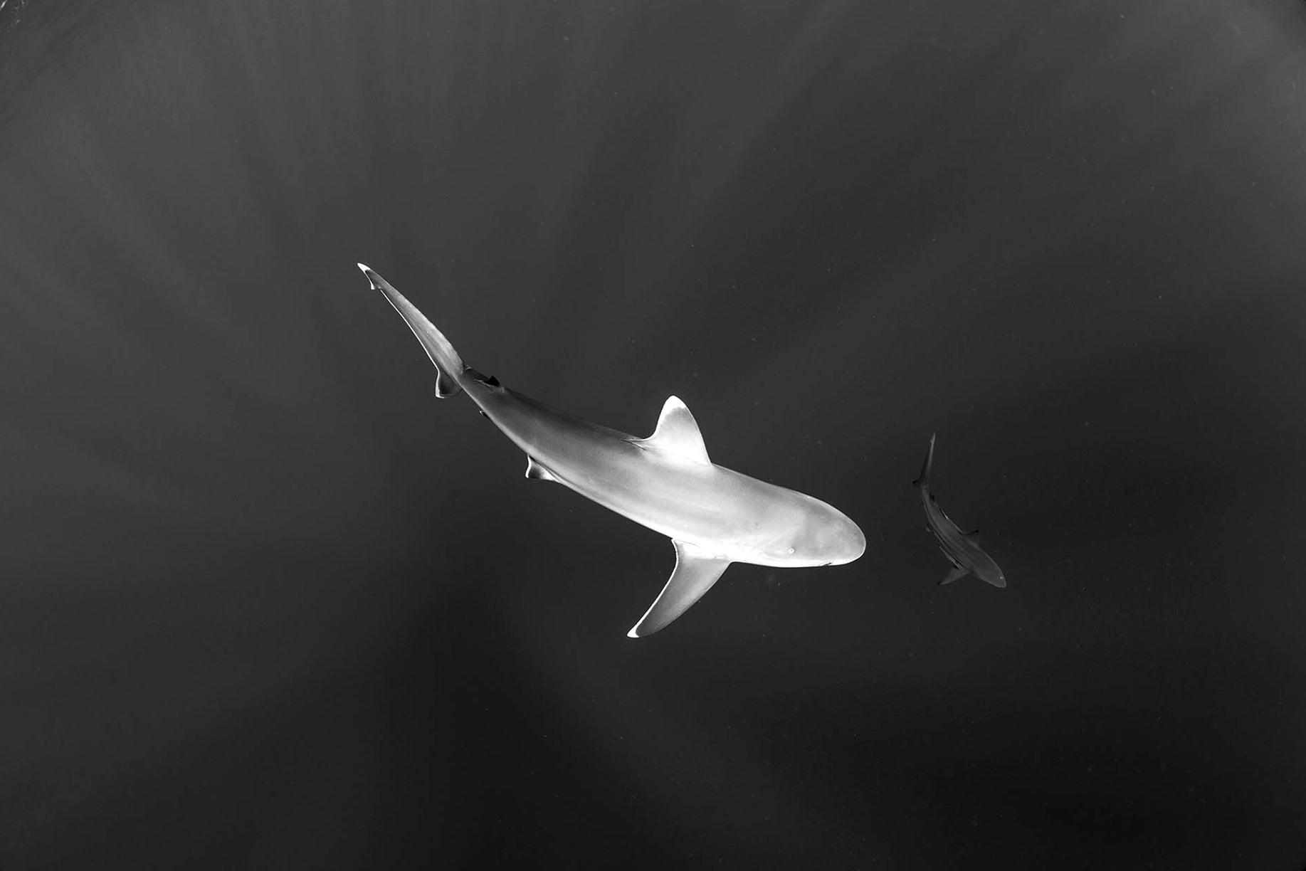 Nurturing Nature by African Artwork – African Artwork SA