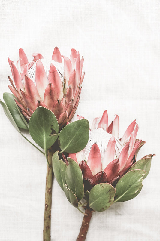 Pair of Proteas by African Artwork – African Artwork SA