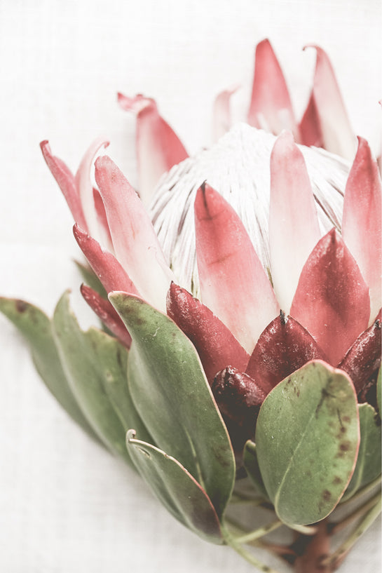 Single Protea by African Artwork – African Artwork SA