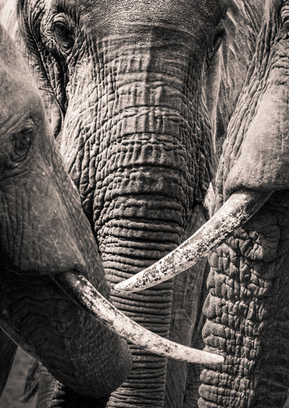 Tusks – African Artwork SA