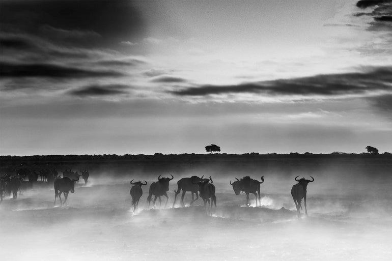 Twilight Frame – African Artwork SA